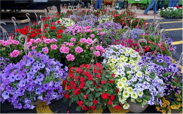 Spring Plant Sale – Algonquin Garden Club